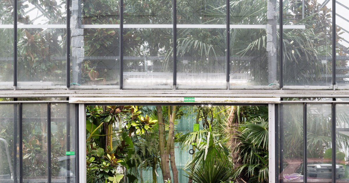 Scoop at Ghent University: first tree of prototype Building Biospheres ...